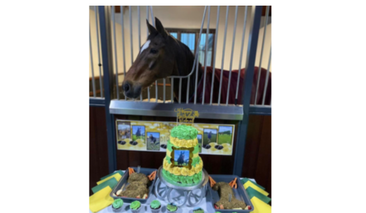 Limerick superstar Istabraq still having fun at 31 - Limerick Live