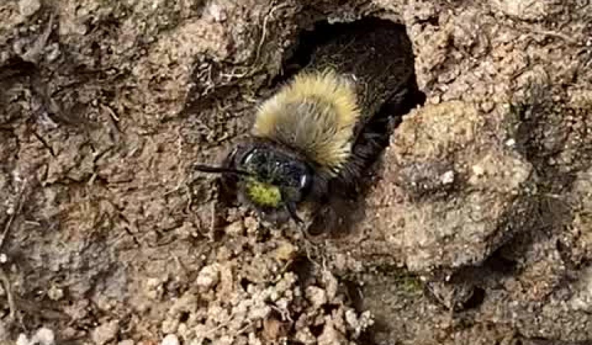 WATCH: Excitement in Limerick village following sighting of rare bee ...