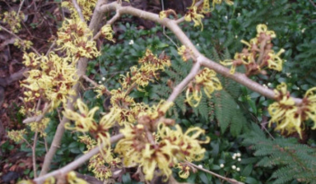 Let witch hazel put a spell on you - Limerick Live