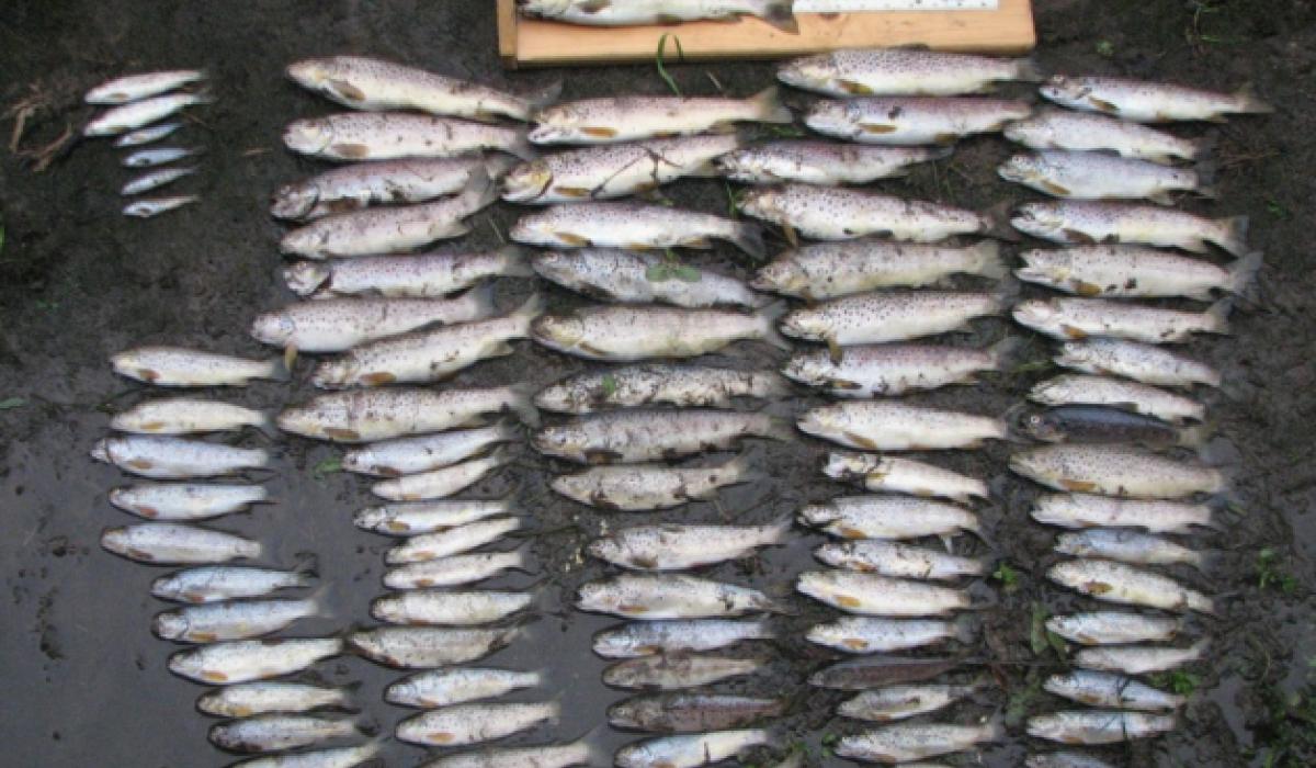 Investigations continue as 1,000 fish die in slurry spill - Limerick Live