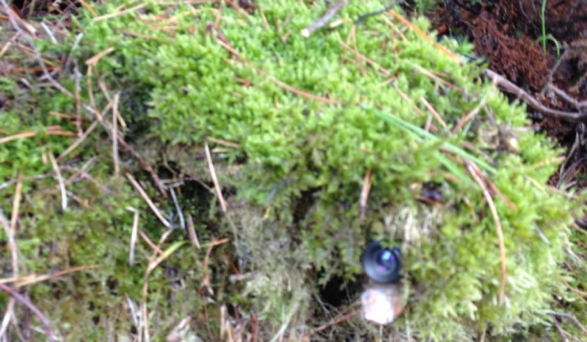 CCTV captures man stealing trees from Limerick forest - Limerick Live
