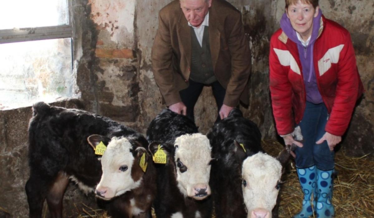 Triplet calves arrive on Limerick farm - Limerick Live