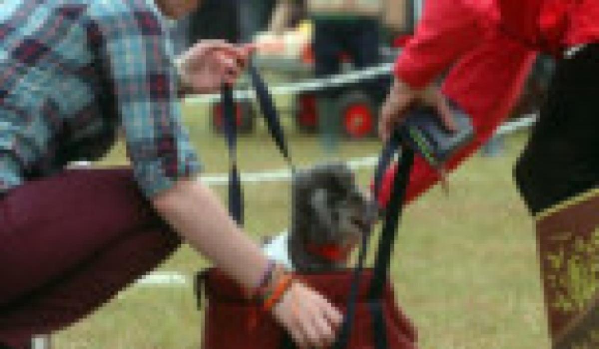 Limerick Dog-show sees 1,860 canines vie for glory - Limerick Live