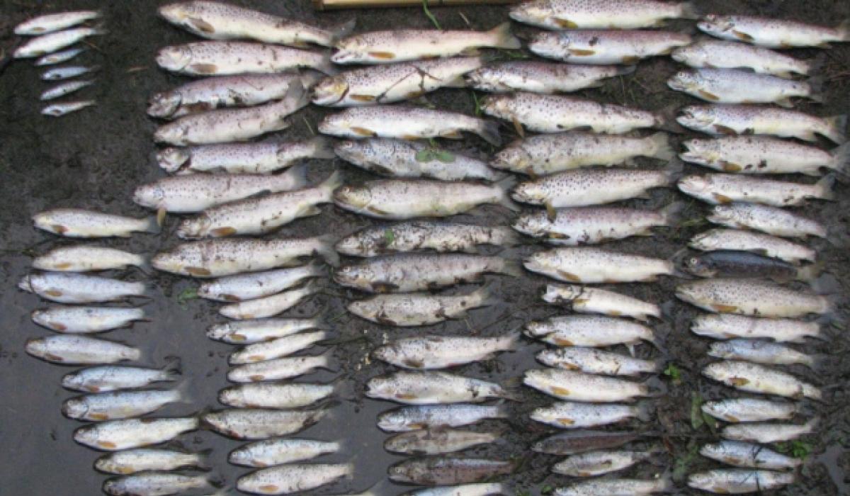 Investigation into Limerick fish kill continues - Limerick Live