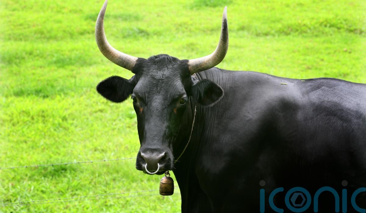 Escaped bull races through streets and into bank - Limerick Live