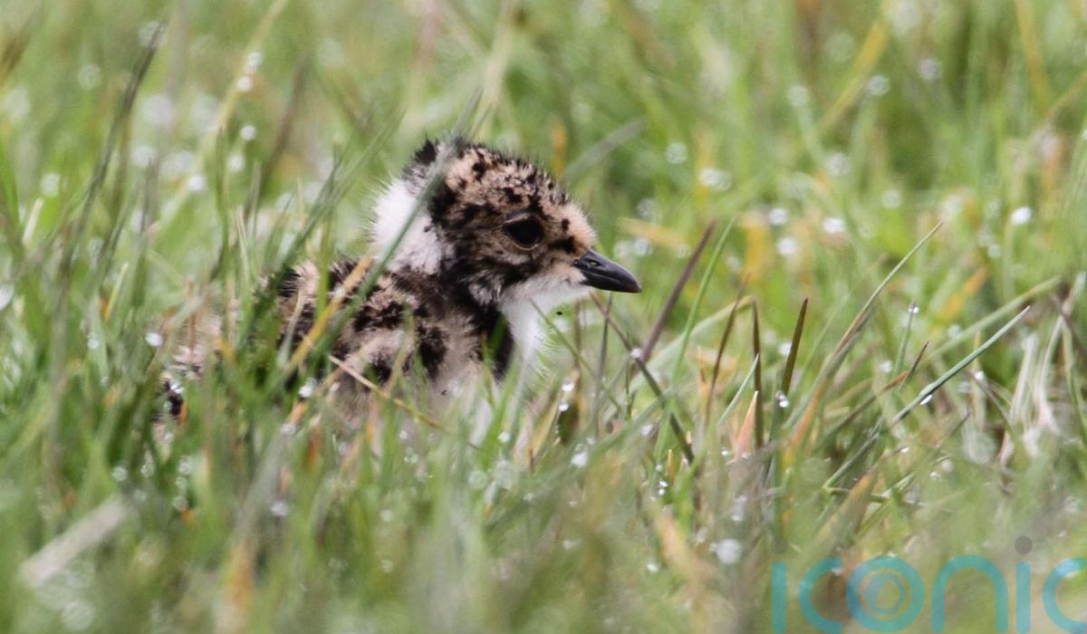 Endangered bird makes return to Irish bog thanks to conservation ...
