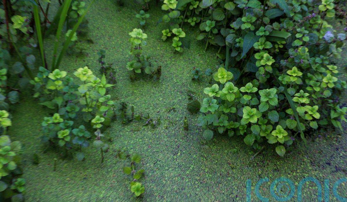 Public meeting highlights problem of toxic algae in Lough Neagh - Limerick Live