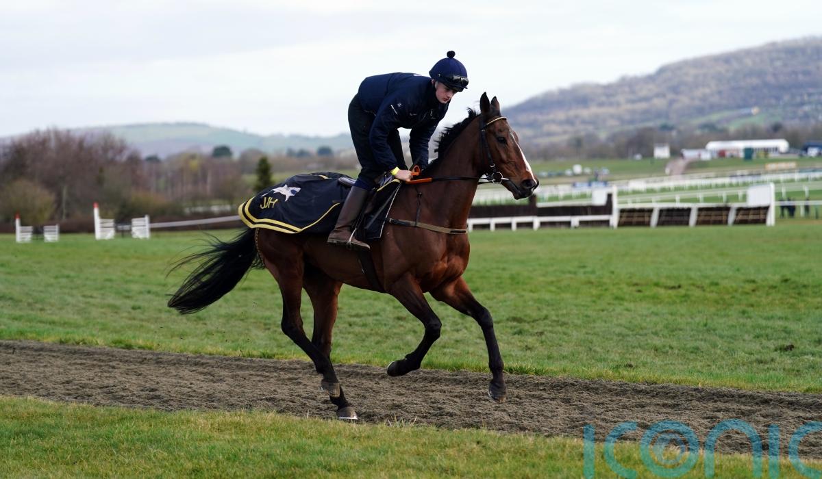 Shark prepping Hewick for National attack – but first is the Gold Cup ...