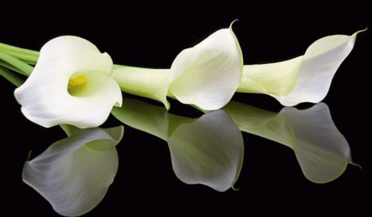 Deaths in Limerick: Thursday, February 06, 2025 - Limerick Live