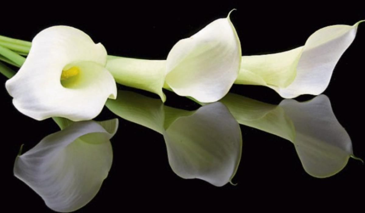 Deaths in Limerick - Friday, May 9, 2025 - Limerick Live