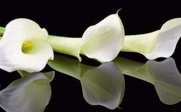 Deaths - Limerick Live Limerick Leader