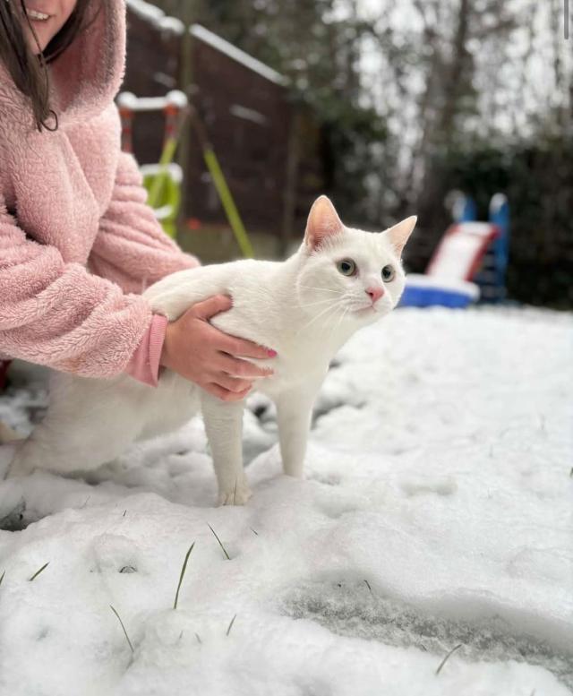 snowbell cat