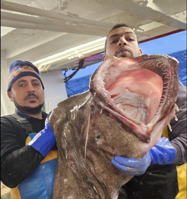 record monkfish