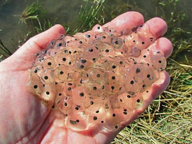 frogspawn trypophobia