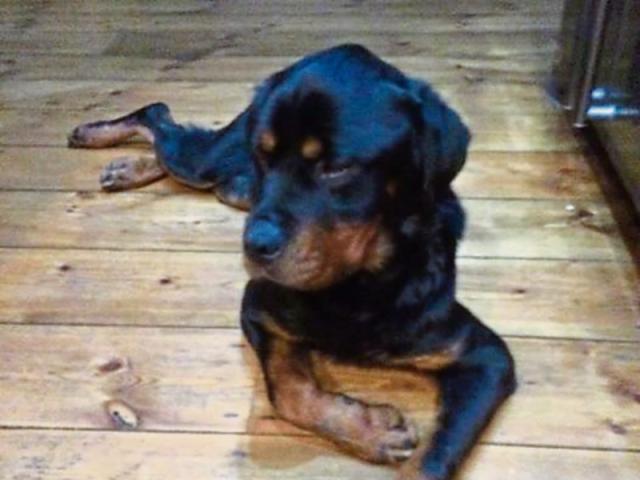 rottweiler found