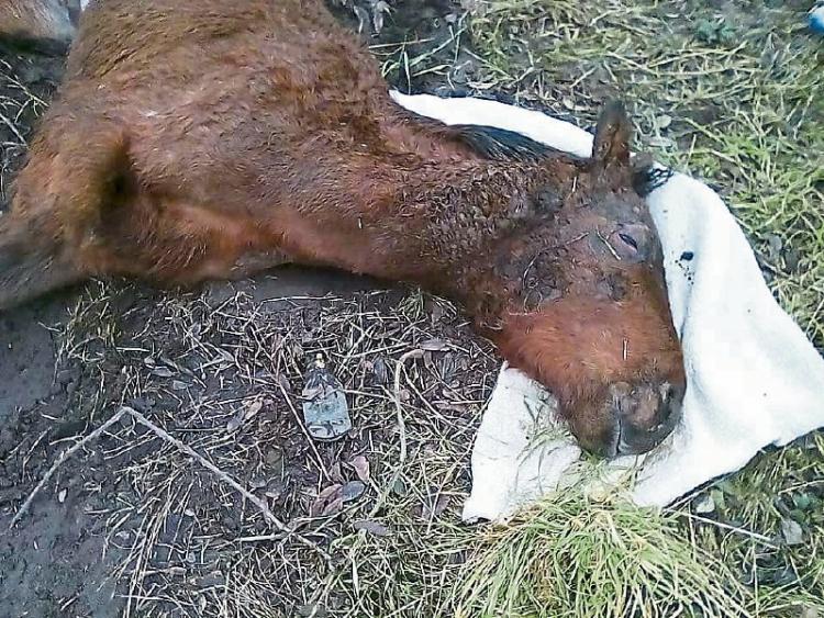Young horse had to be euthanised after being abandoned in Limerick ...