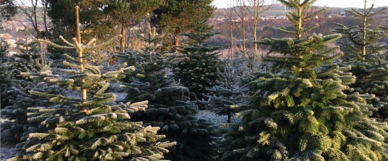 Limerick City and County Council offering free disposal of Christmas ...