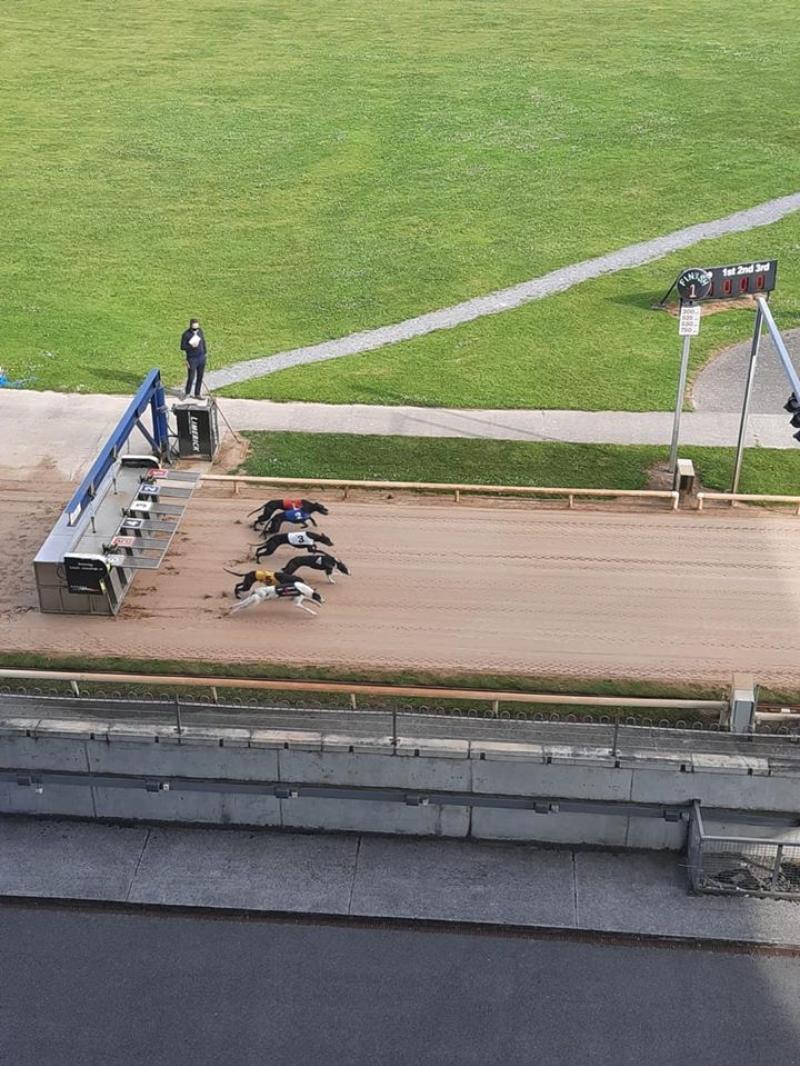 Racing returns at Limerick Greyhound track - Limerick Live