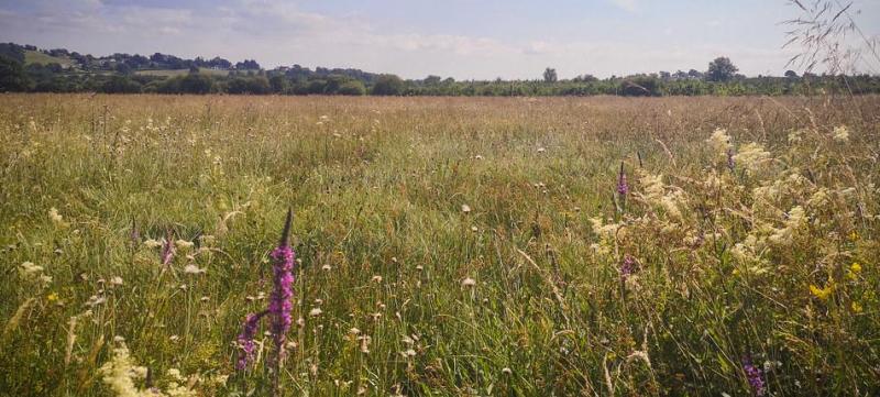 Wild About Wildlife: Visiting Birdhill’s Pollagh Trail - Limerick Live