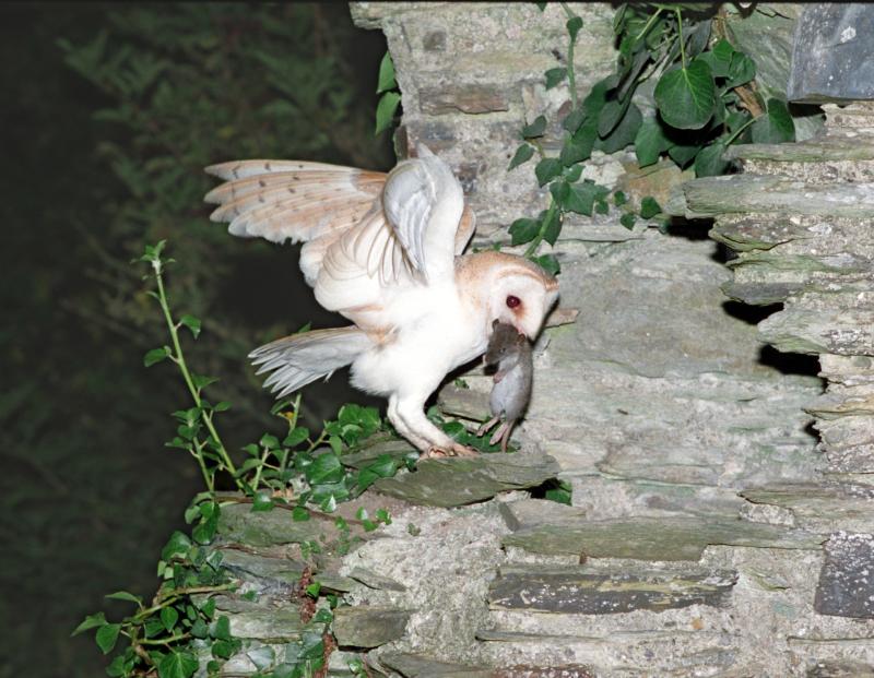 Survey of Barn Owls to begin in Limerick - Limerick Live
