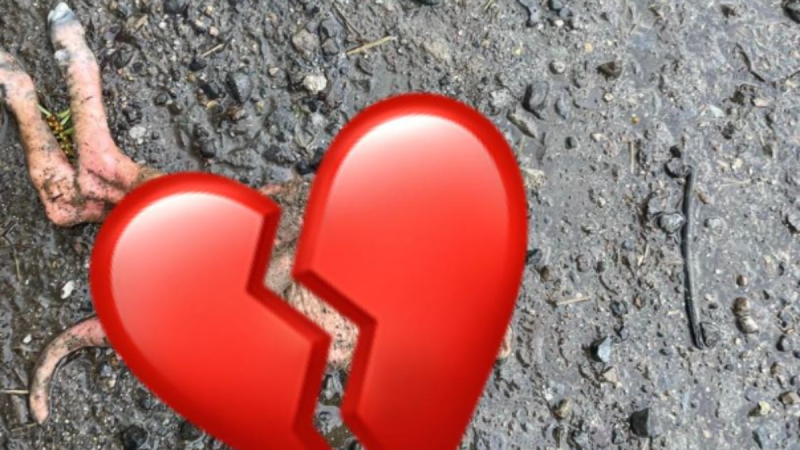 'It's disgusting' - Shock as beheaded piglet discovered outside animal rescue's farm - Limerick Live