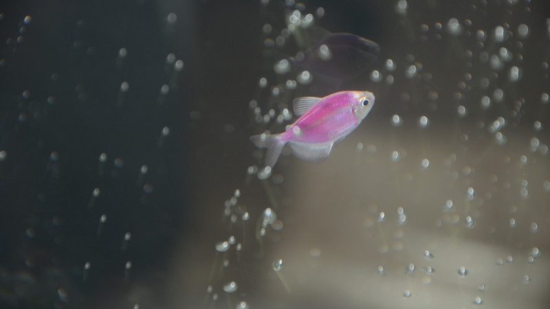 ALERT: Two popular fish aquarium products recalled due to risk of ...