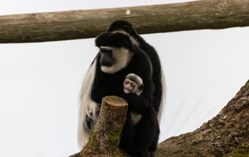 Help choose a name for the adorable new baby colobus monkey born at ...