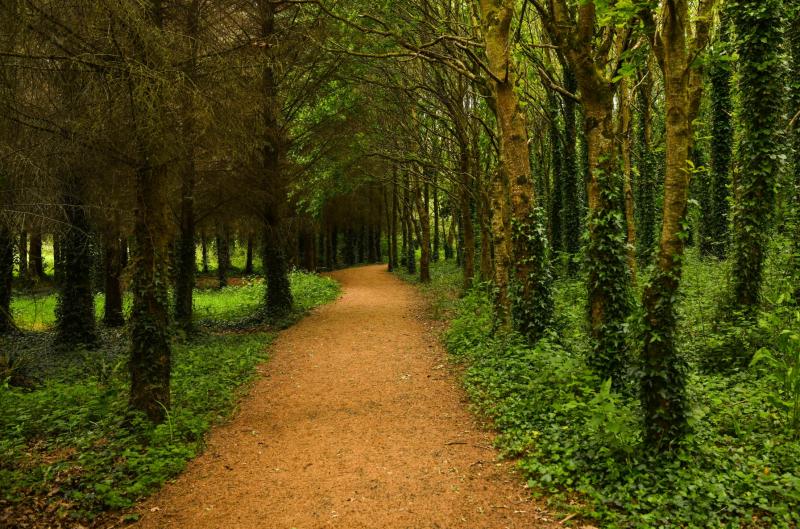 Join in Limerick’s celebration of National Biodiversity Week - Limerick ...