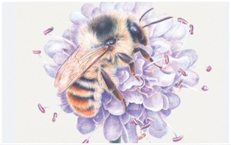 Meet the rare bee in severe decline fighting for survival in an Irish ...