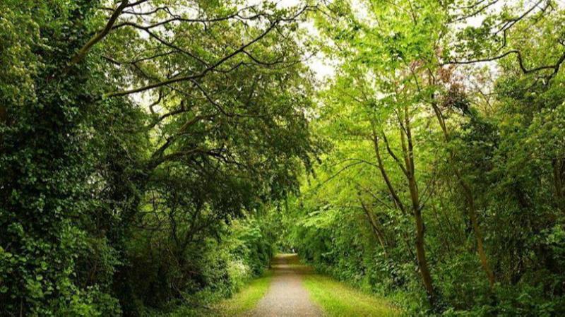 Unique forest festival offers something for all the family - Limerick Live