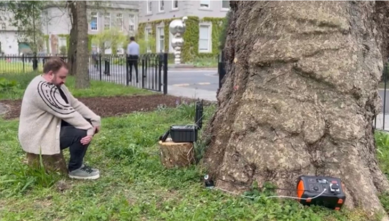 'I just spoke to a tree!'- Irish people shocked as AI talking tree ...