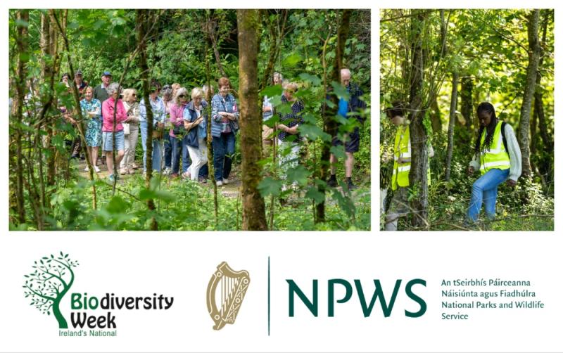 Celebrate nature during National Biodiversity Week in Limerick ...