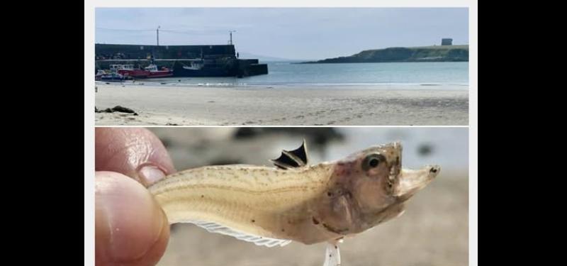 ALERT: Irish beachgoers warned over poisonous fish amid 28C sun blast ...