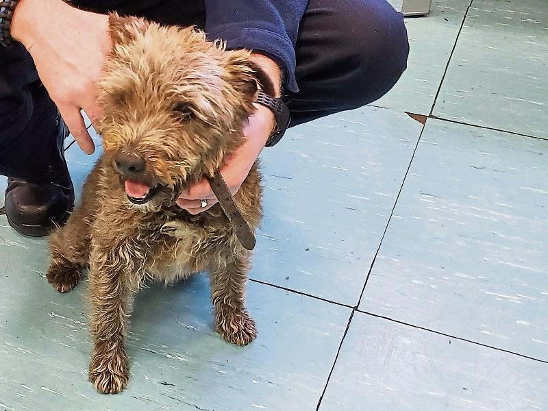 UPDATE: Missing Limerick dog to be reunited with owner - Limerick Live