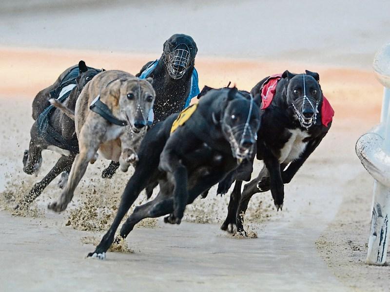 No Limerick success in final of English Greyhound Derby - Limerick Live
