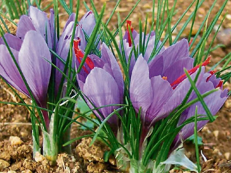 Green Fingers: Spring bulbs are ready to bloom - Limerick Live