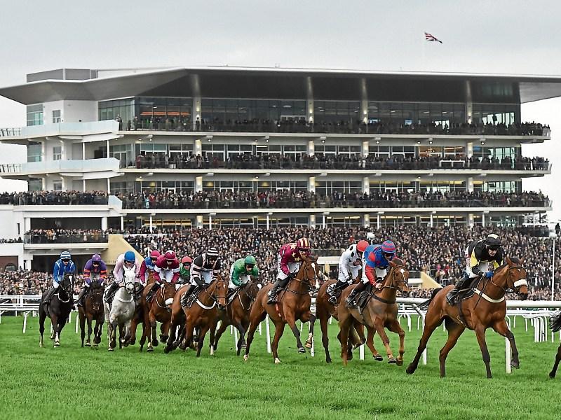 Limerick racing enthusiasts centre stage at Cheltenham - Limerick Live