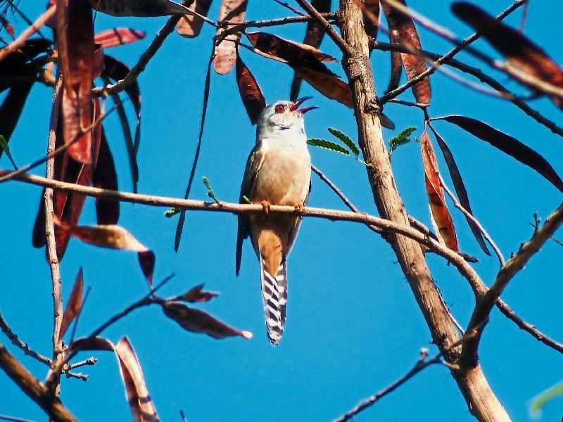 Then and Now: Start of summer? - Tom Aherne - Limerick Live