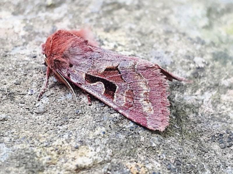 Wild about Wildlife: The Hebrew character moth - Limerick Live