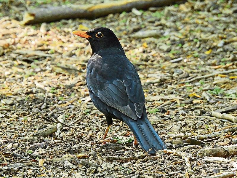 Then & Now: 'Blackbirds ‘Sing a Song of Sixpence’ - Tom Aherne ...