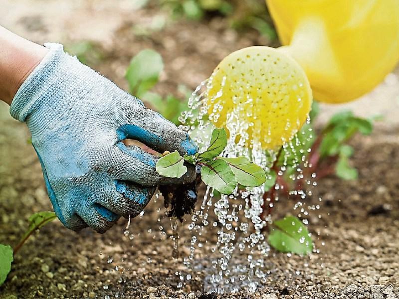 Limerick water schemes still in drought despite recent rainfall ...