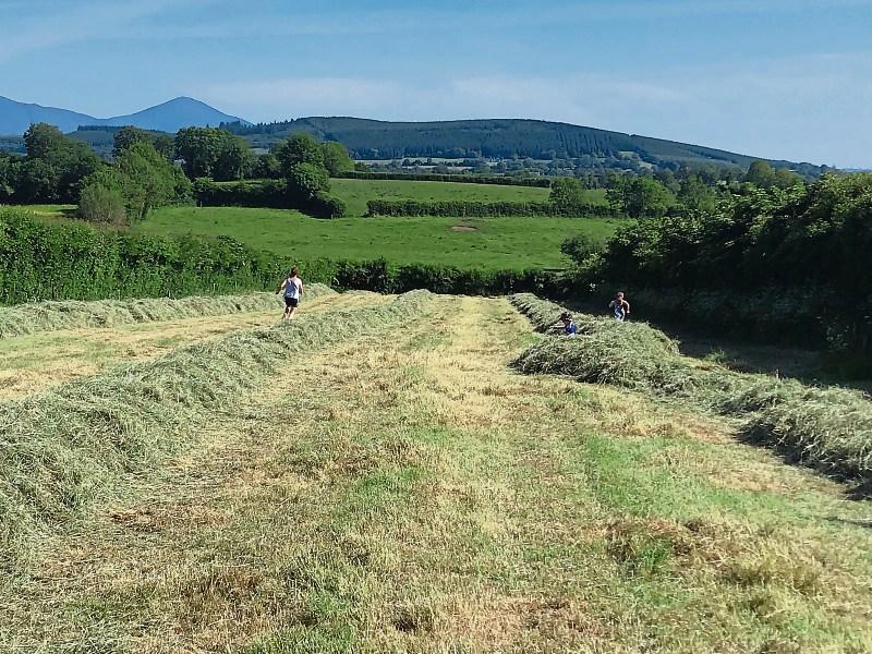 Then and now: 'Saving hay in July' - Tom Aherne - Limerick Live