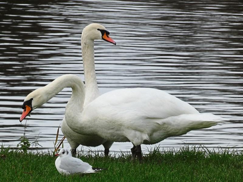 Then and Now: 'A walk in the woods spurs thoughts on local history ...