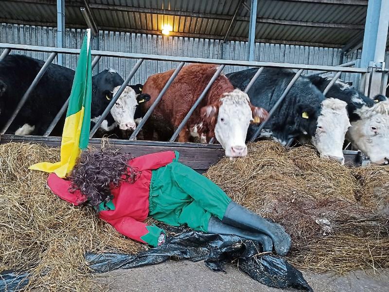 Elf on the shed at Limerick farm goes down a storm - Limerick Live