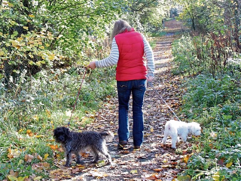 Woman violently attacked in broad daylight while jogging in Limerick ...