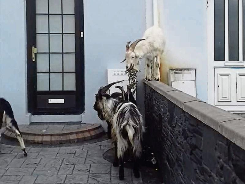 Herd of goats roaming Limerick city are removed from the area amid ...