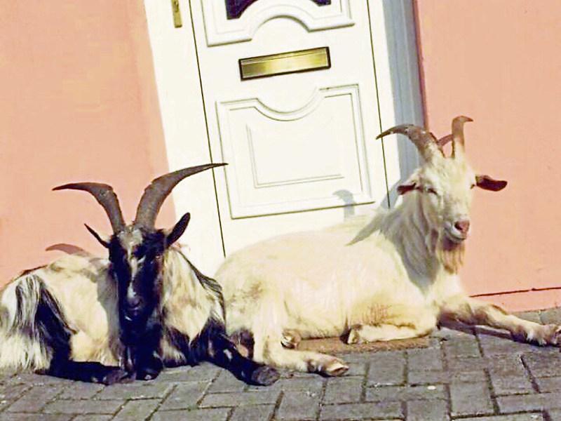 Goats running amok in Limerick cross Clare border before being sent to ...