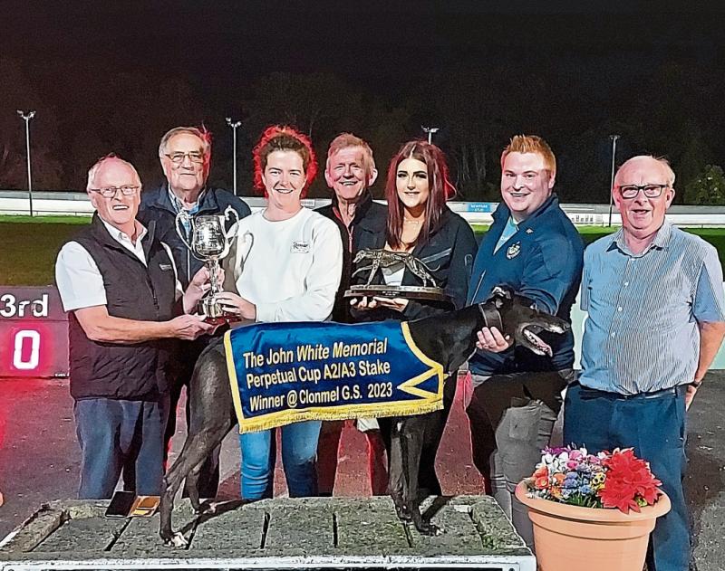 Limerick politician aims to romp home like greyhound named after him ...