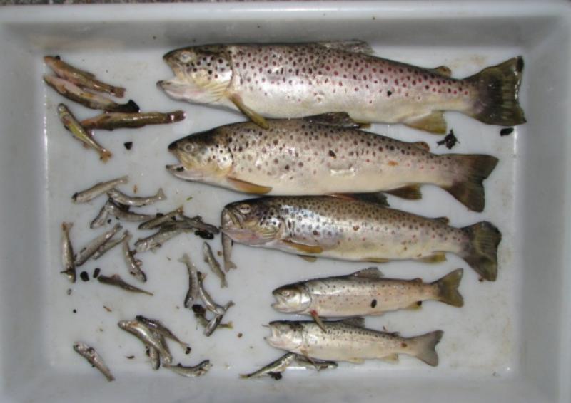 Limerick fish kill ‘as serious as it gets’ say experts - Limerick Live