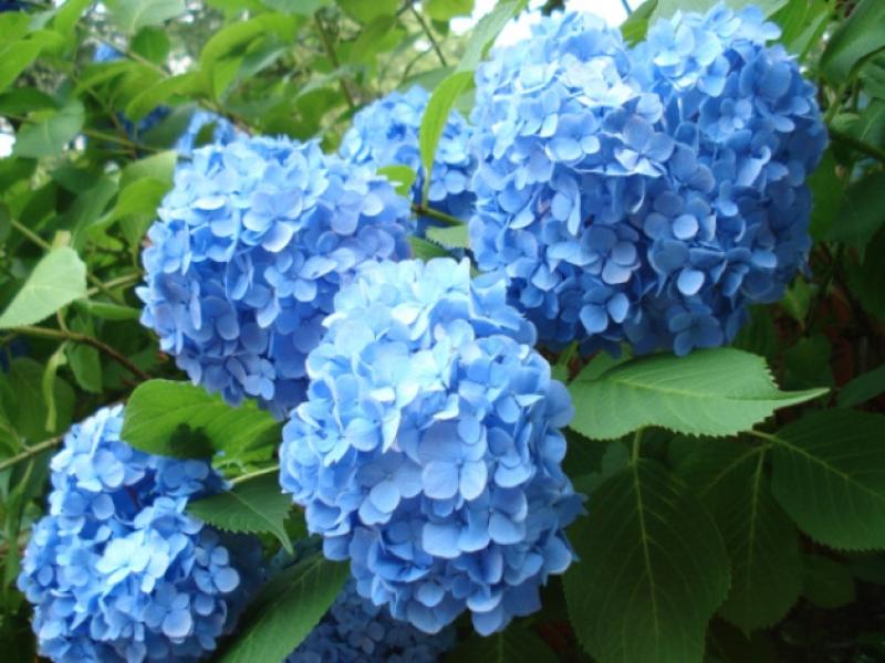 Gardening: The Flowery bush that is well suited here - Limerick Live